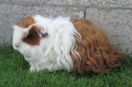 Dlhosrsté morča :: morčoland.sk