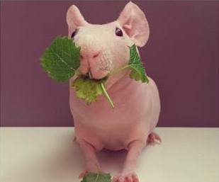 Bezsrsté morča :: morčoland.sk